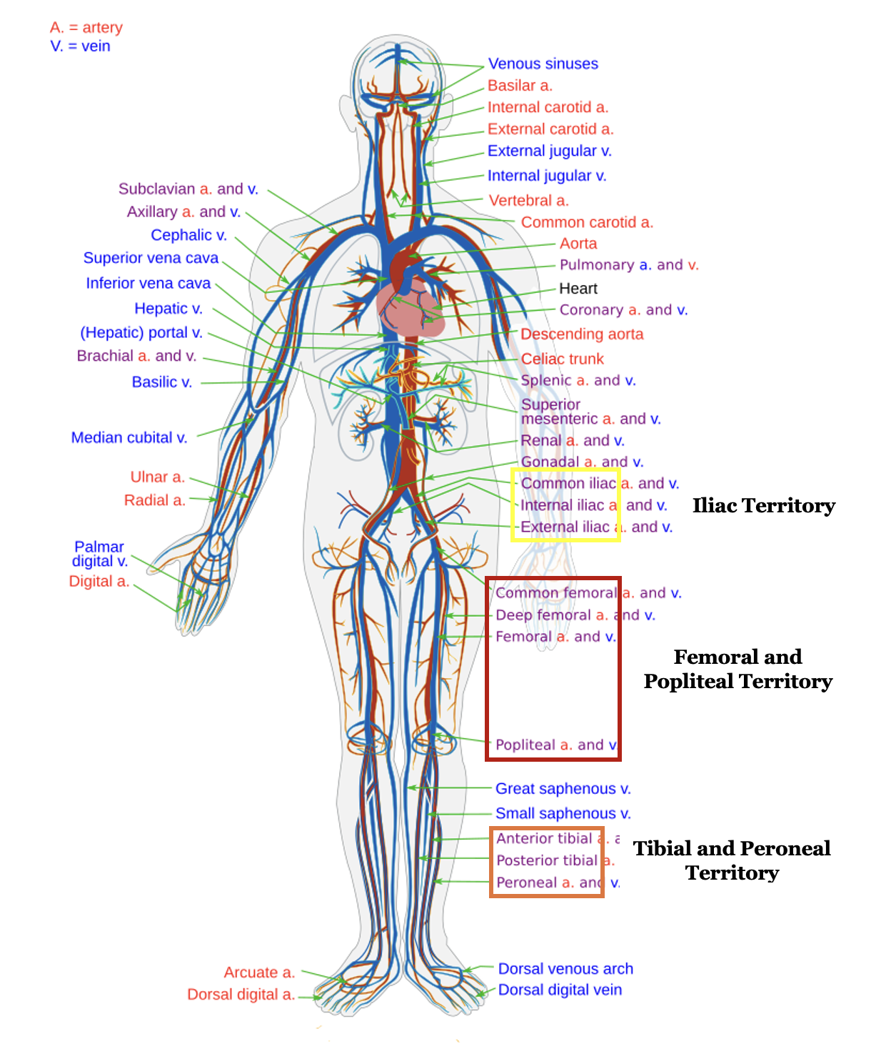 2026 CPT Updates - New Vascular Territory for Endovascular ...