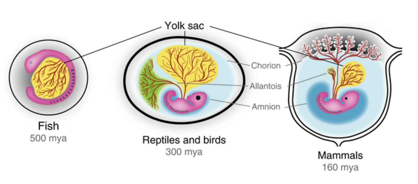 ICD-10-CM Coding for Twin Pregnancy