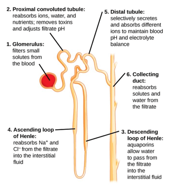 Identifying Opportunities to Query for Acute Tubular Necrosis (ATN)
